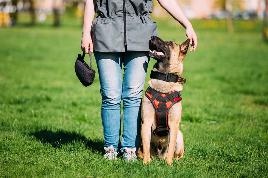 Say Hello To Dogs At Work Dog Training Companion Dogs Service Dogs say-hello-to-dogs-at-work-dog-training-companion-dogs-service-dogs