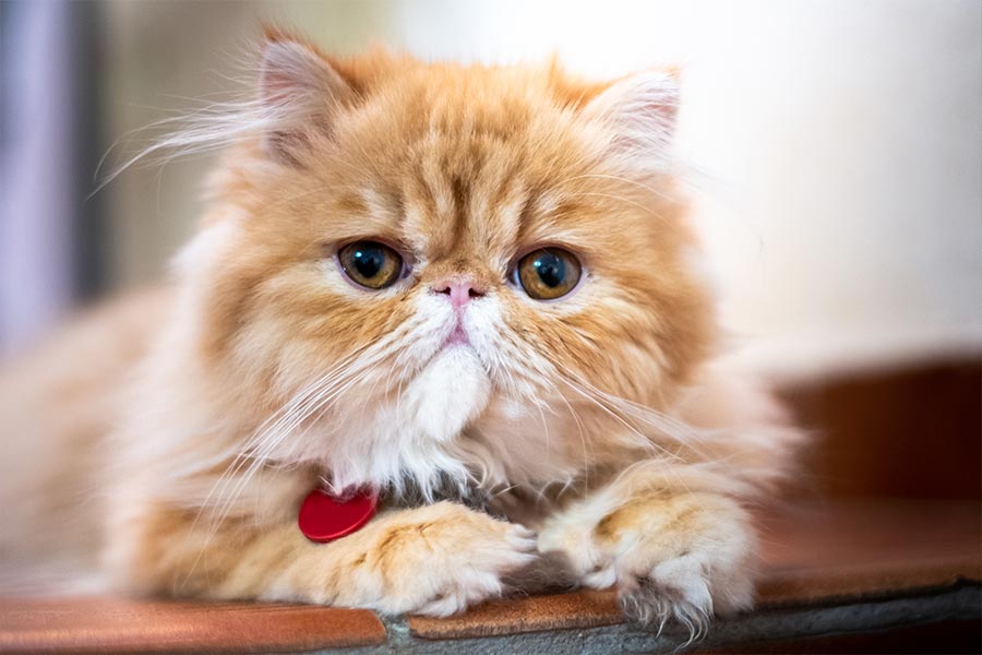 8 Most Prominent Cat Breeds In India Cat Grooming Services At Home