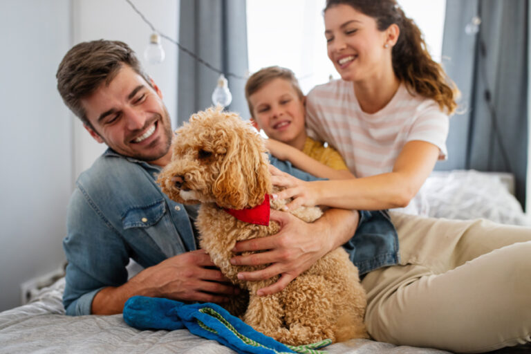 Top 6 Ways to Prepare Your Pet for Vet Visit - Pet Services at your ...