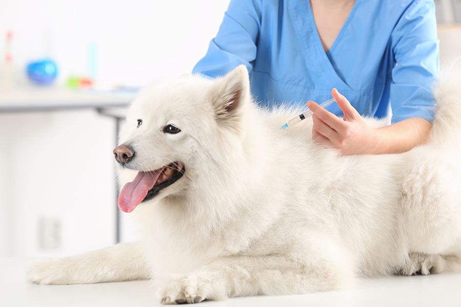All You Need to Know About Puppy Vaccination Schedule! - Pet Services ...