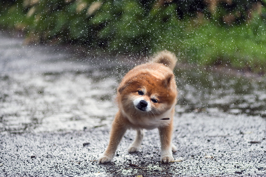 8 Monsoon Tips to care for your Pet Dog - Pet Services at your doorstep