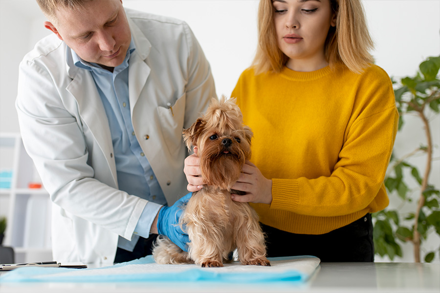 Why You Should Buy Pet Insurance in 2024? - pretty insurance